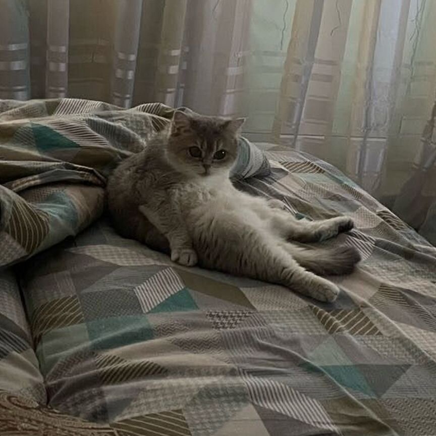 Британская кошечка