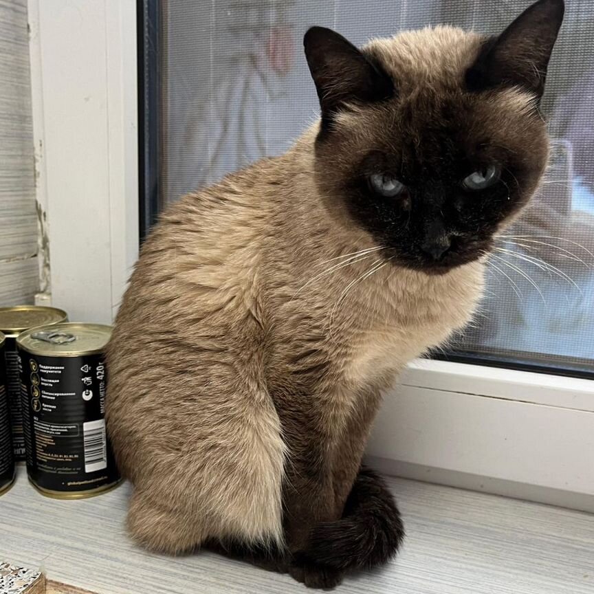 Кошка привитая красотка