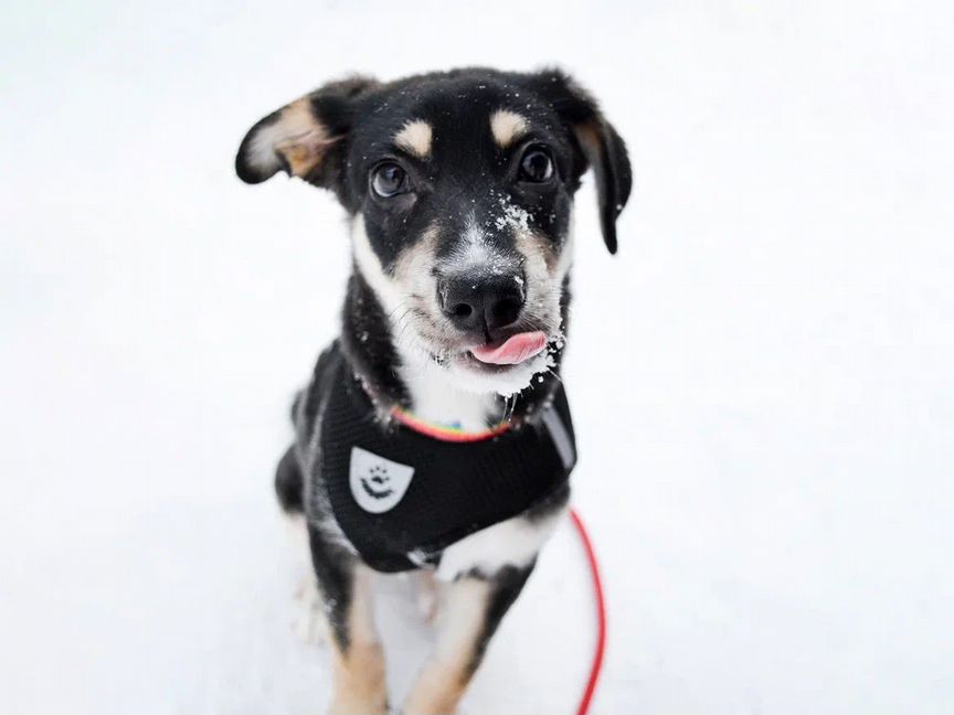 Щенок Кабачок ищет дом