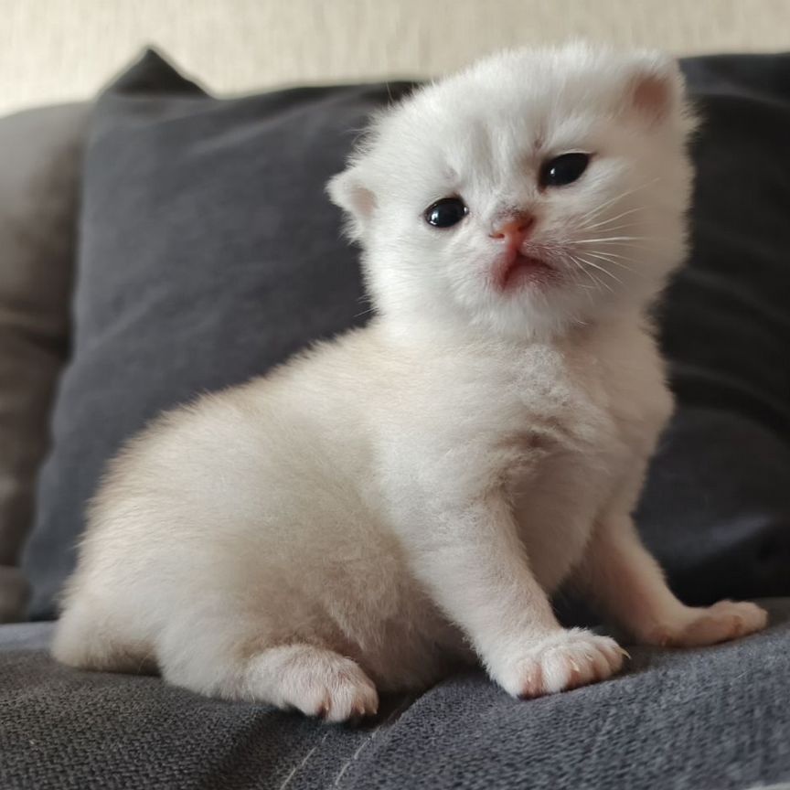 Шотландские котята серебристая шиншилла