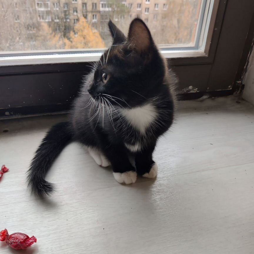 Шотландский котёнок