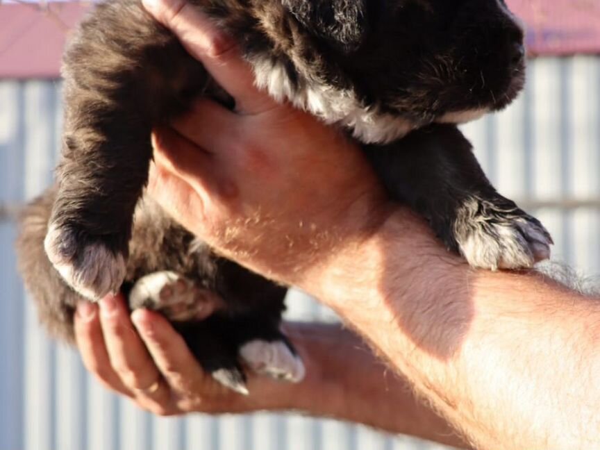 Продам щенков московской сторожевой