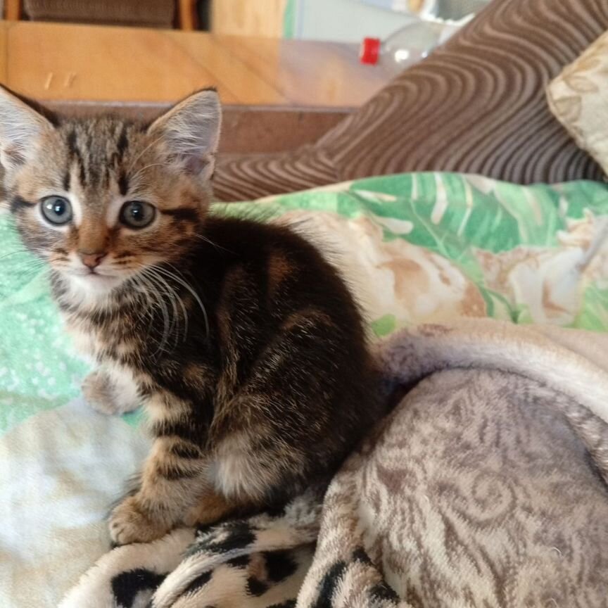 Котёнок девочка