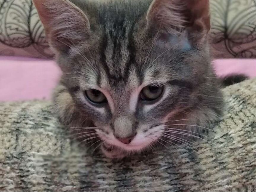 Котенок мальчик 2, 5 месяца в дар