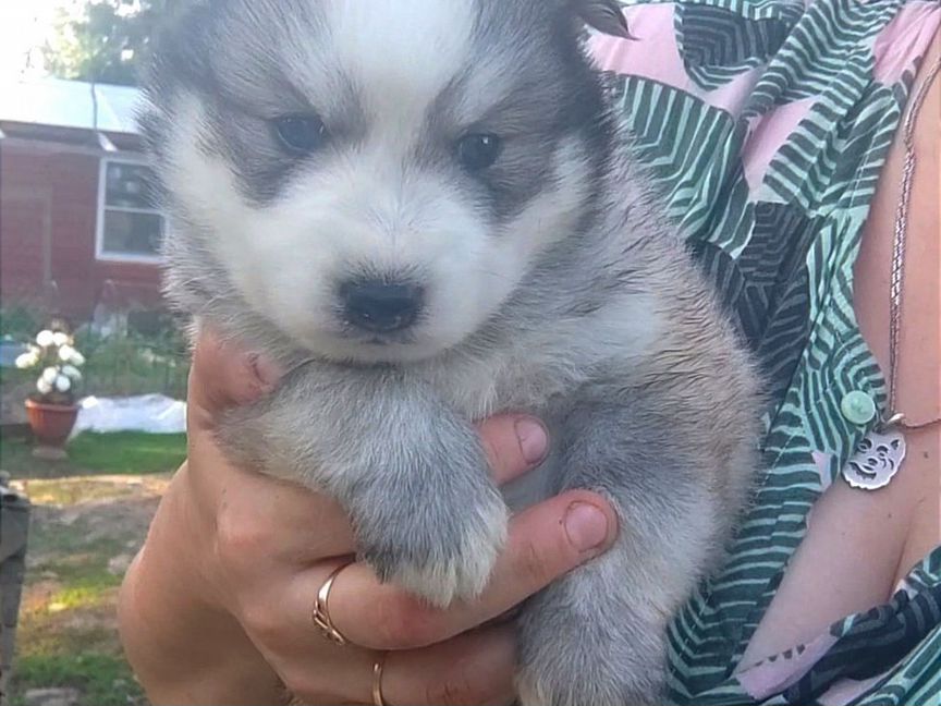 Мальчик Помски мини хаски