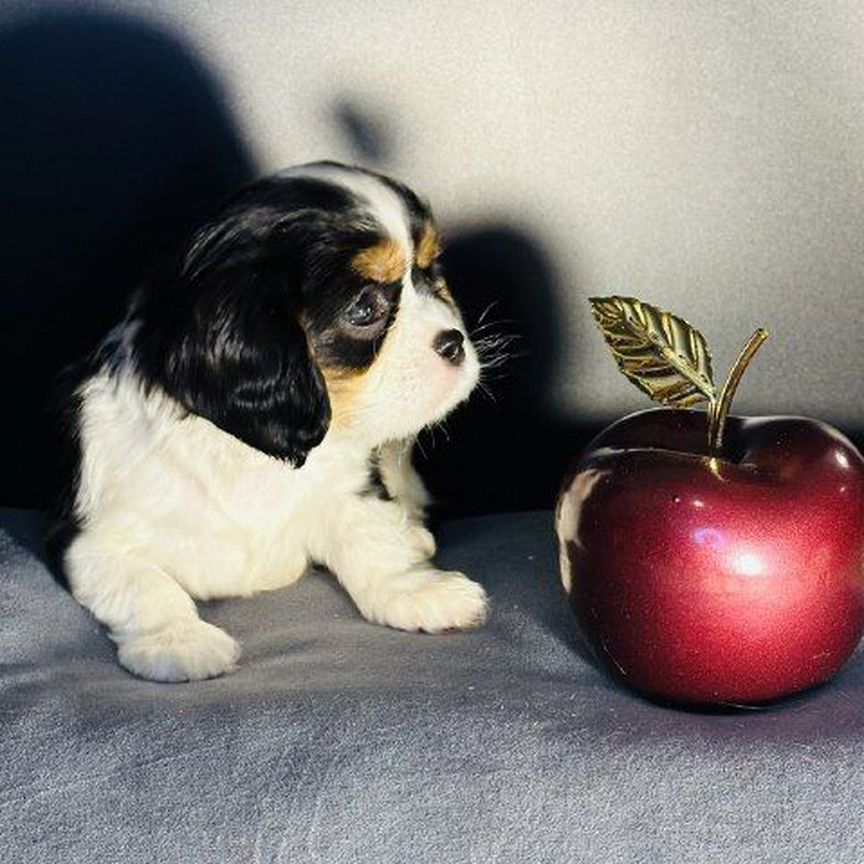 Кавалер кинг-чарльз-спаниель, щенок