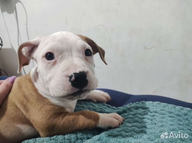 Отличный подарок для мужа/сына/папы