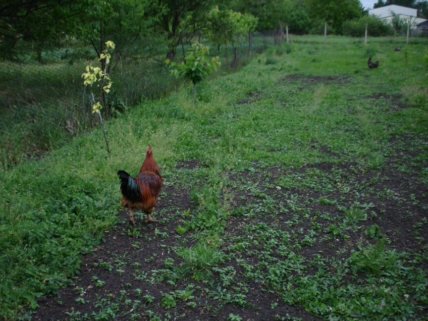 Петух породы Маран на племя