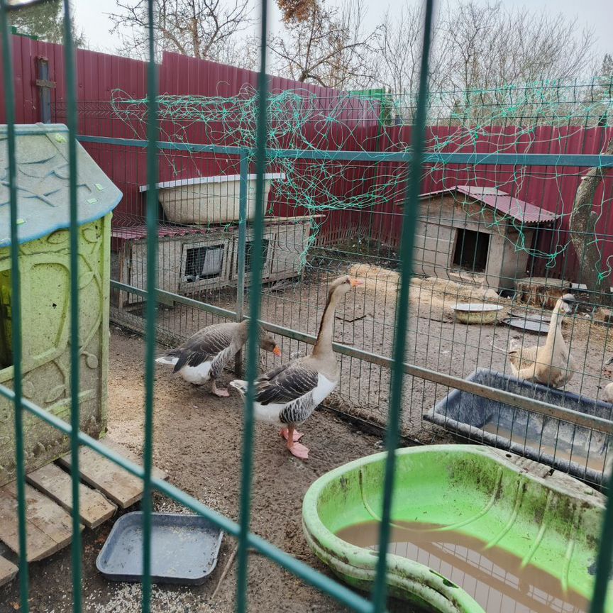 Продам молодого гусака, 2024 г июль