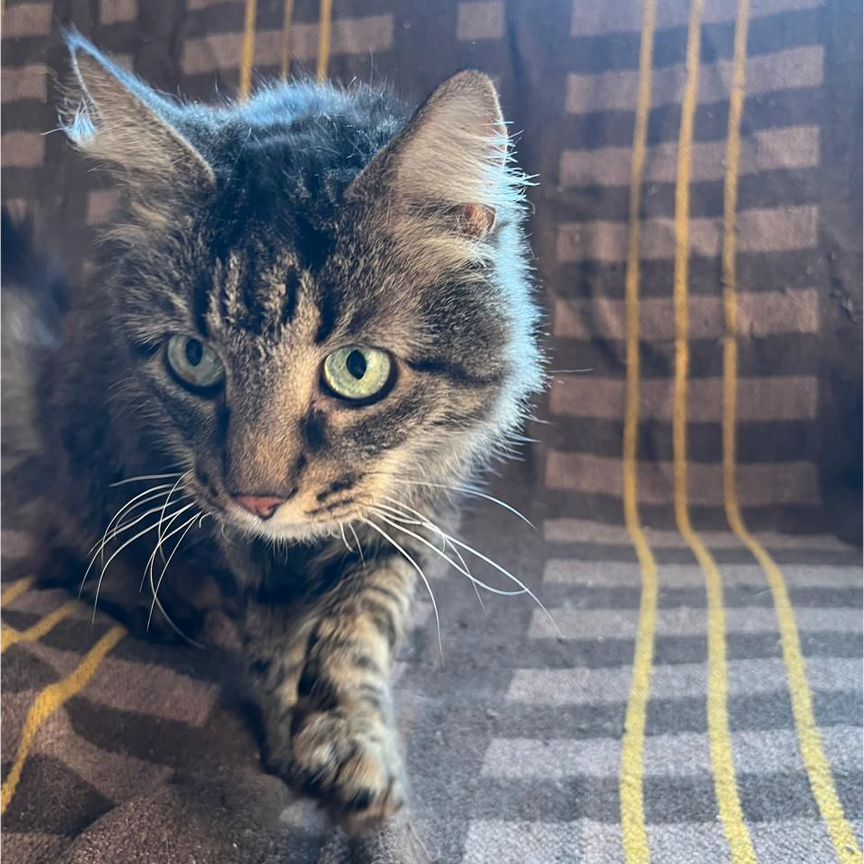 Ласковая кошечка Вика