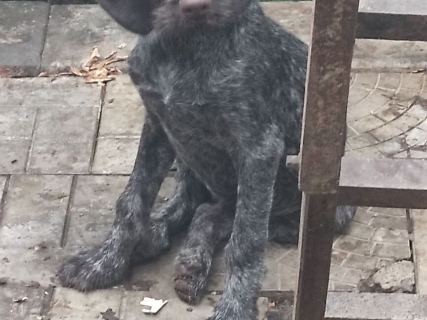 Щенок дратхаара для охоты