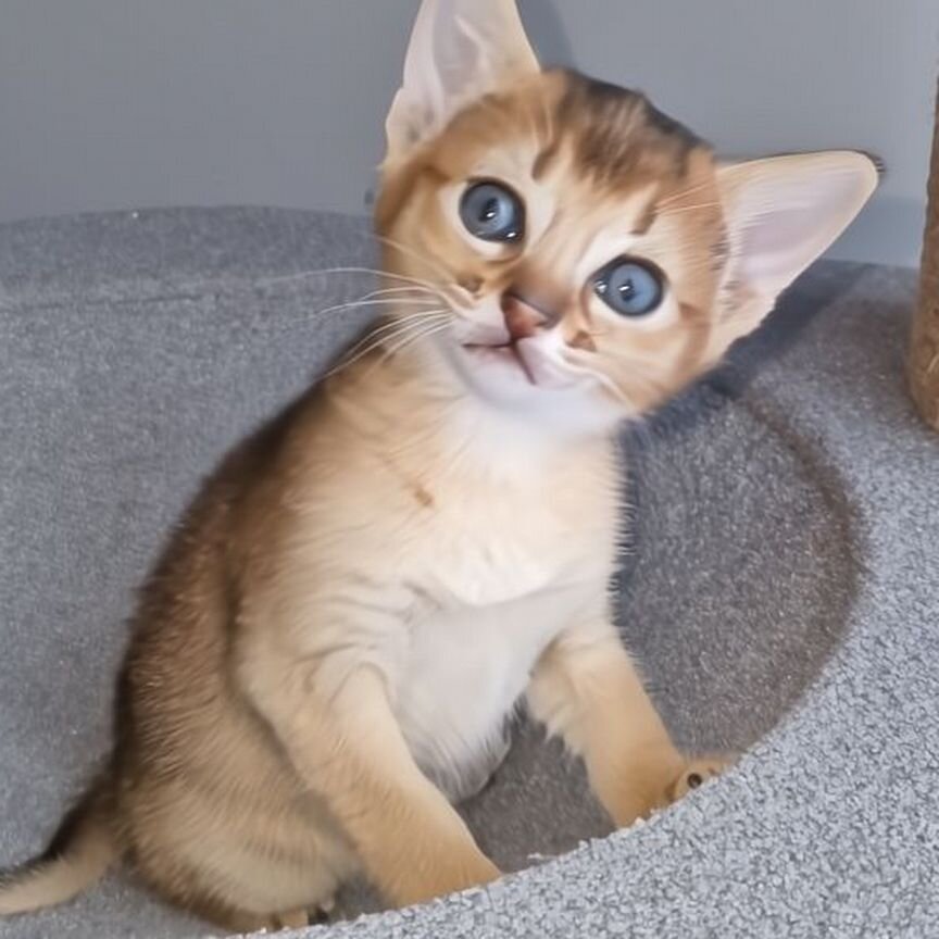 Абиссинский котёнок