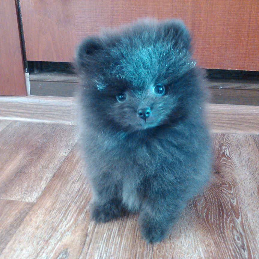 Шпиц чудо чудесное