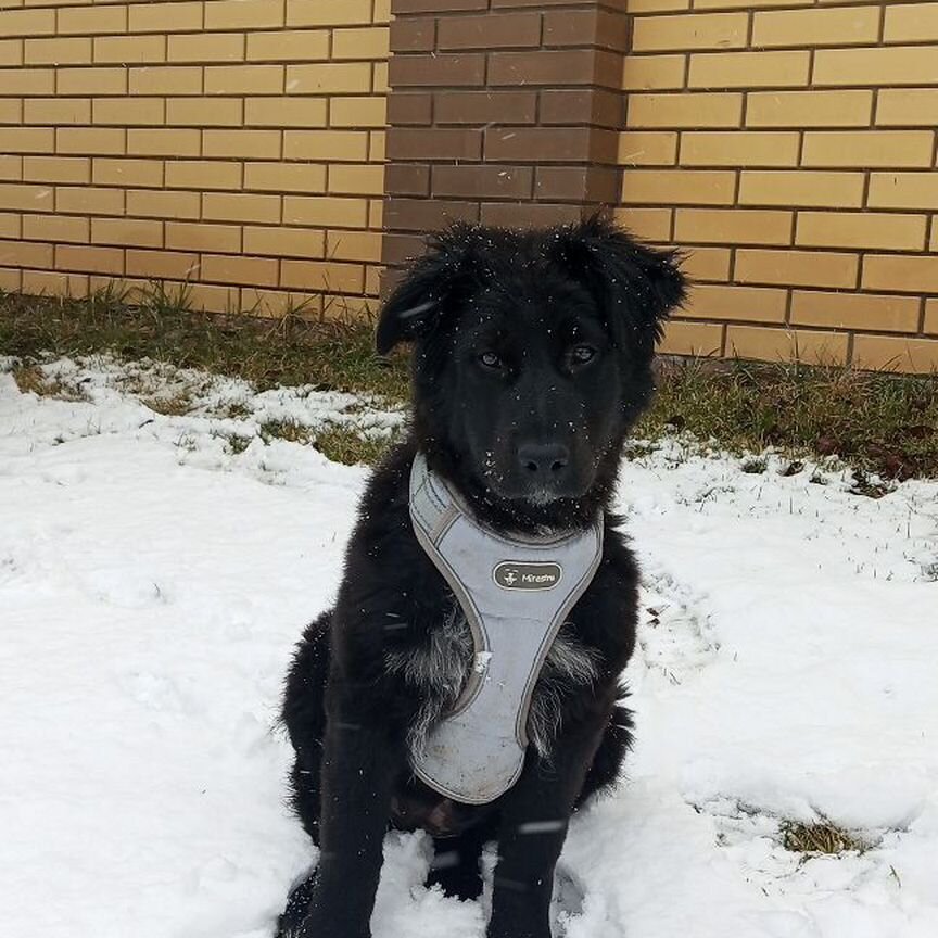 Щенок дворняжка