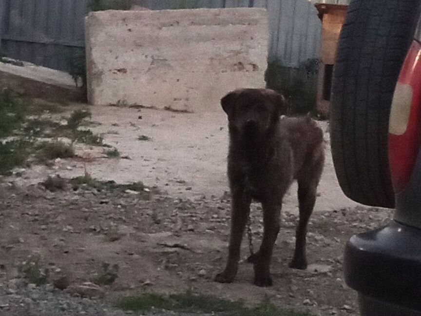 Собака в добрые руки