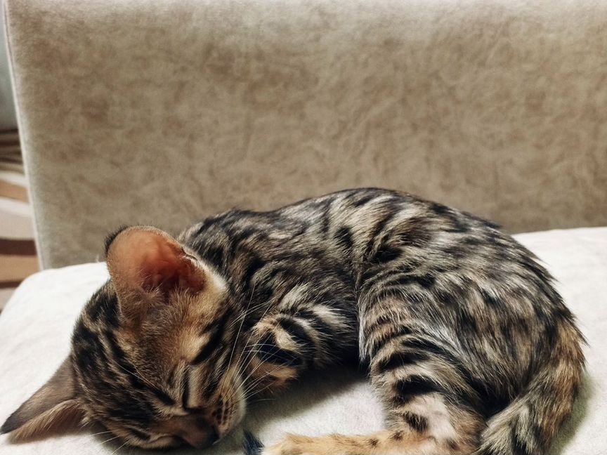 Бенгальские котята