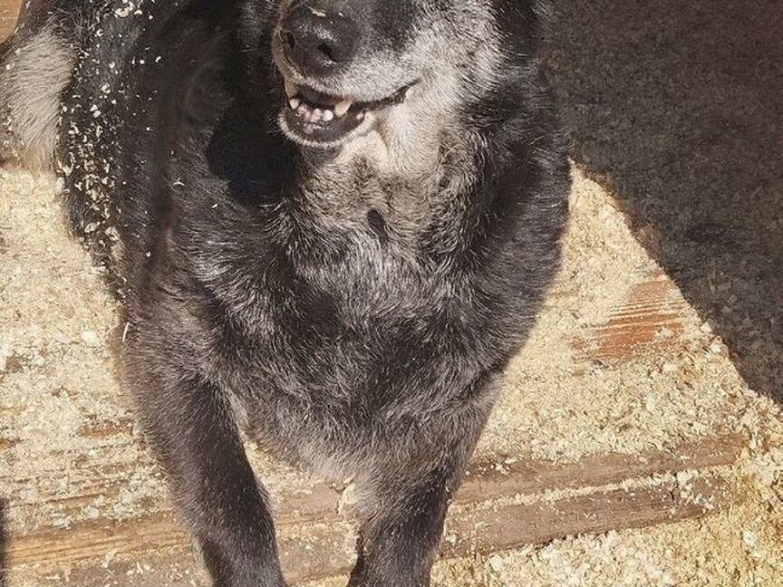 Отдам в добрые руки собаку Три сестры