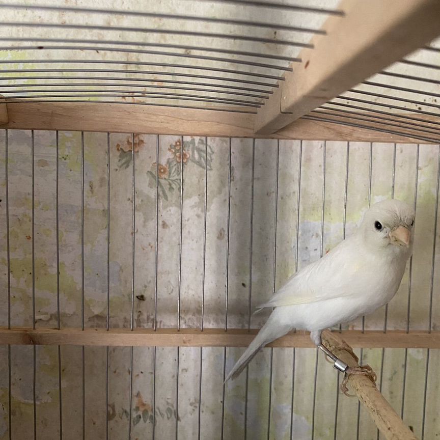 Кенарь возраст два года