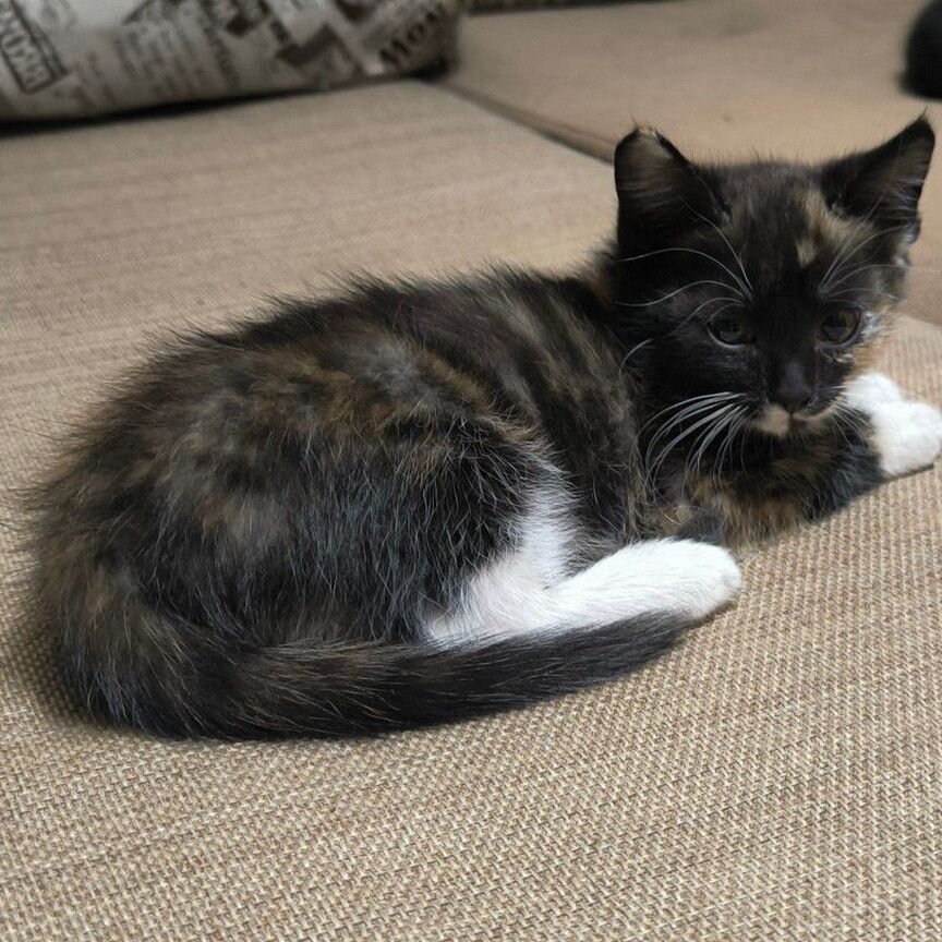 Котёнок в добрые руки