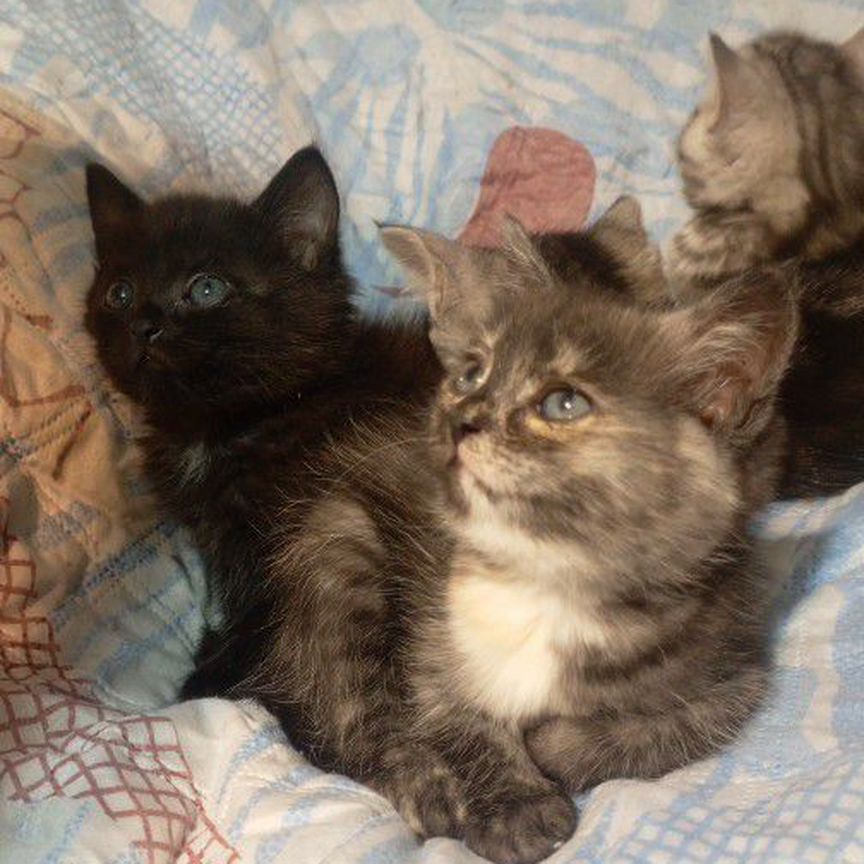 Котята