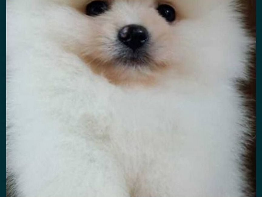 Померанский шпиц