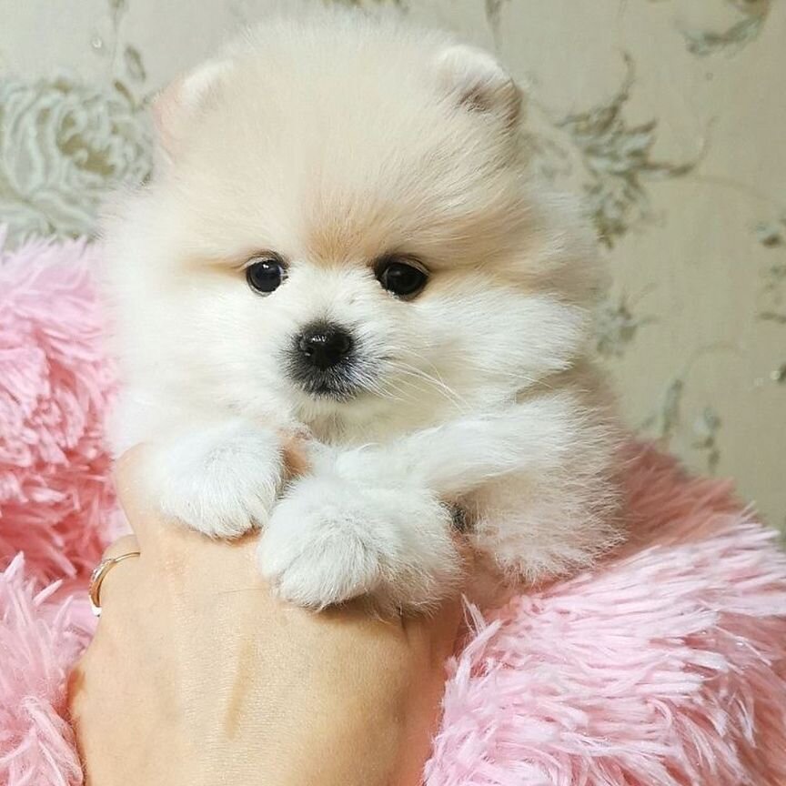 Шпиц девочка крем