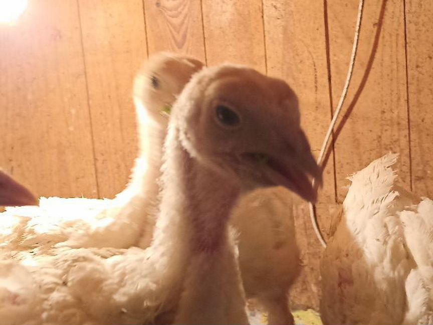 Индюшата подрощенные