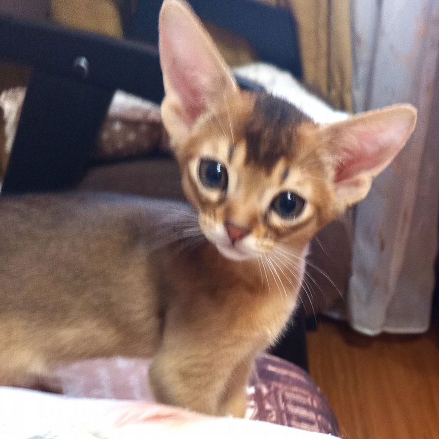 Абиссинский котёнок