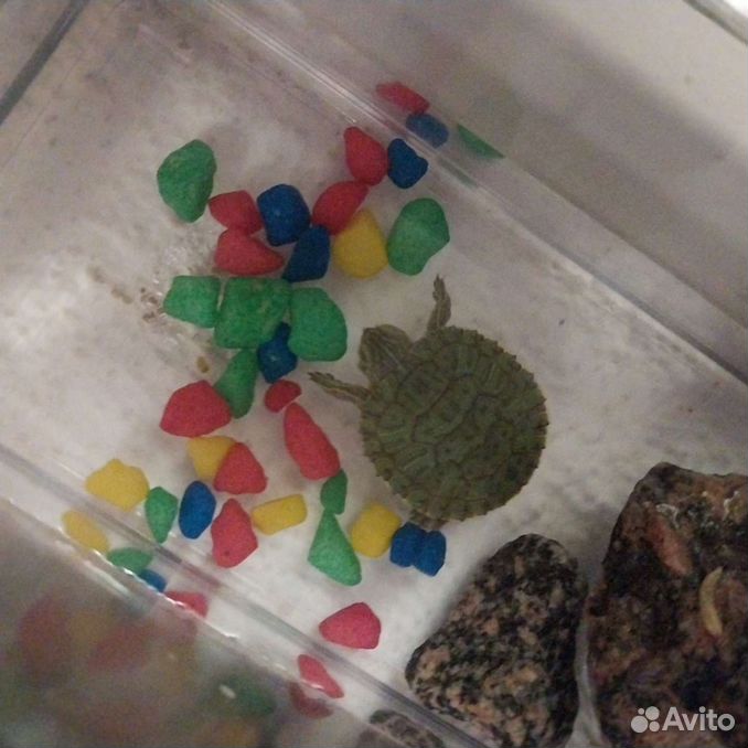 Черепашка маленькая