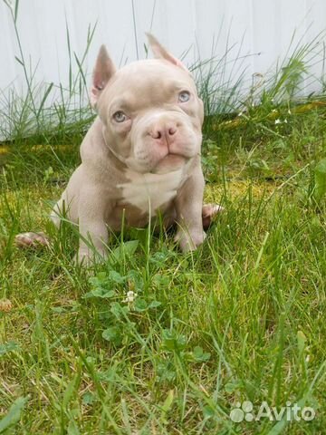 Микро Экзотик внук Pulsara