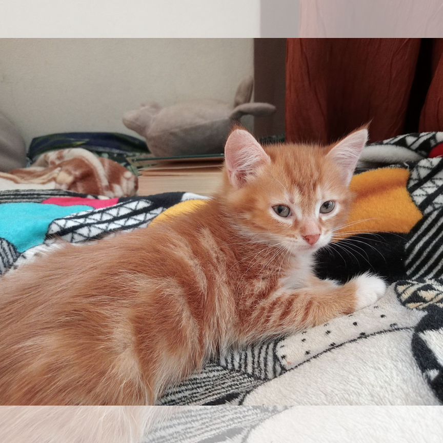 Котёнок в добрые руки