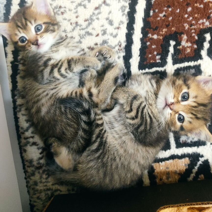 Котятки в добрые руки