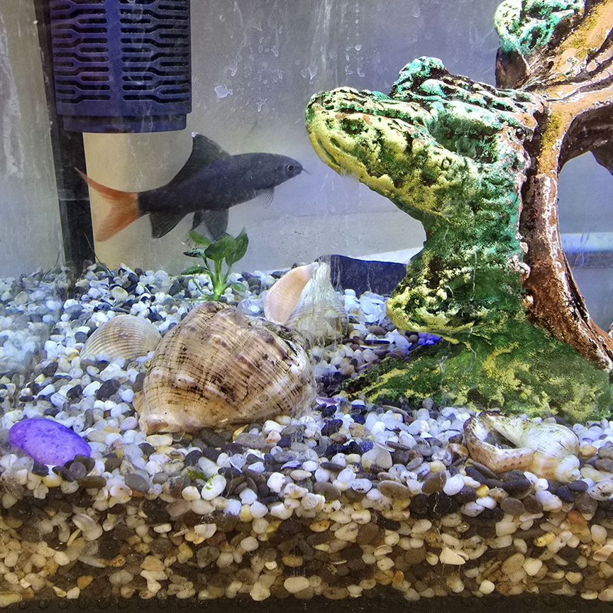 Лабео биколор