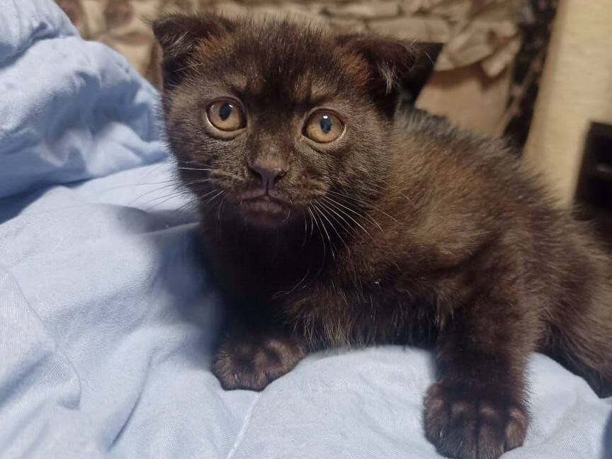 Вислоухие котята в добрые руки бесплатно