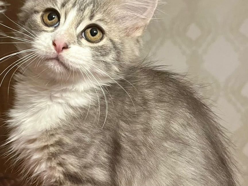 Котенок чудо модель Стефани 2 месяца в дар