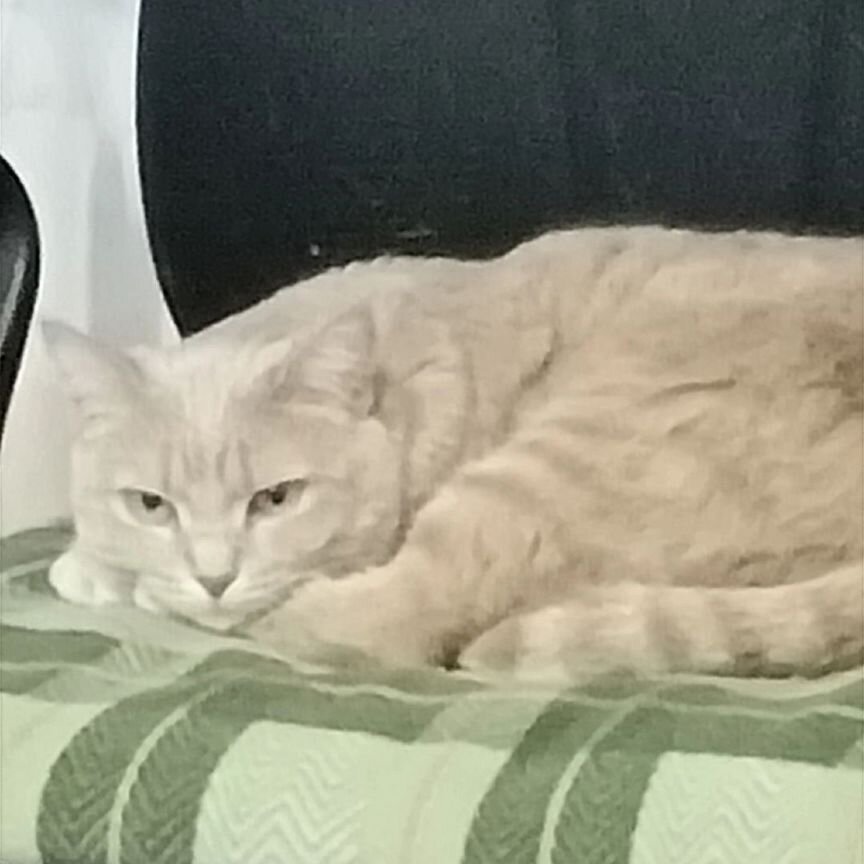 Отдам кошку