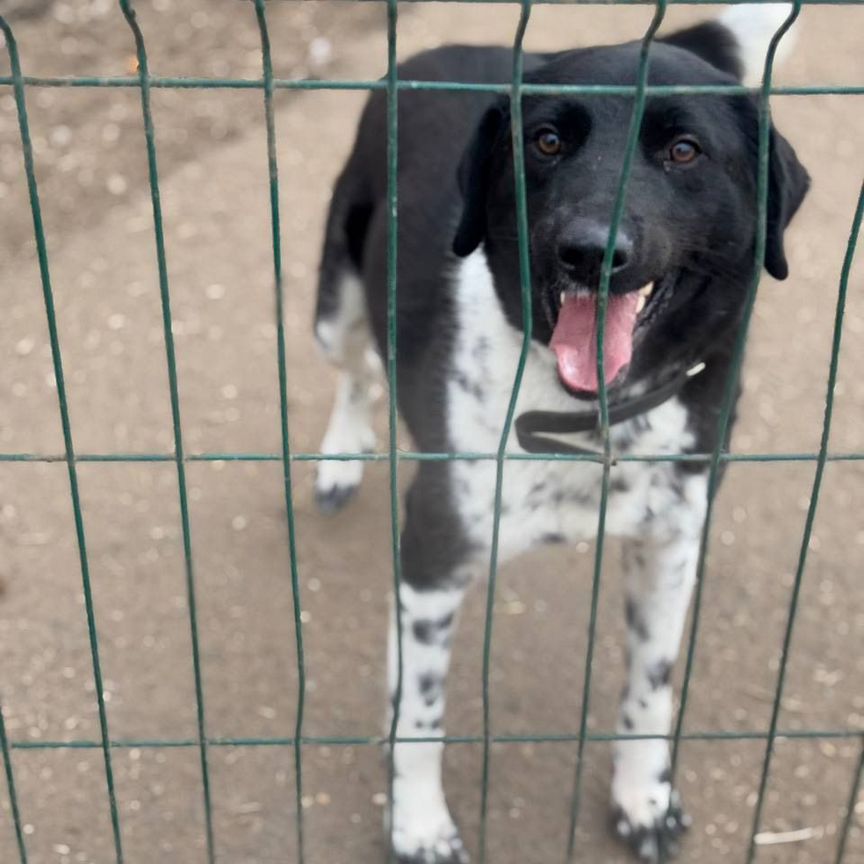 Пёс ищет дом