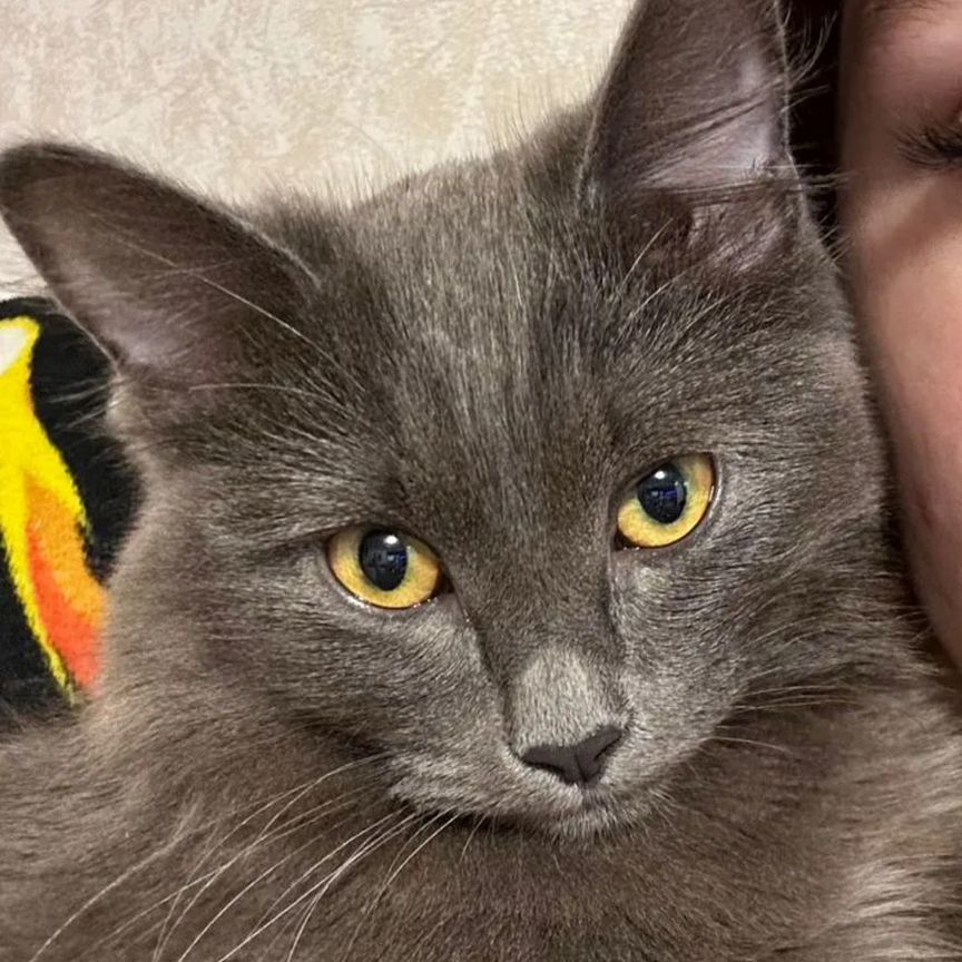 Нибелунг котёнок