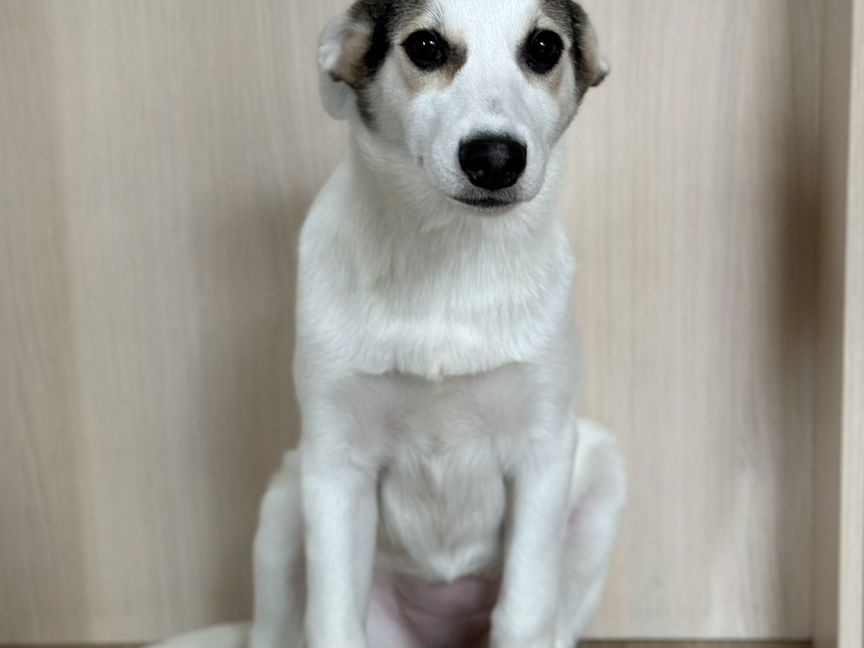 Щеночек метис овчарки