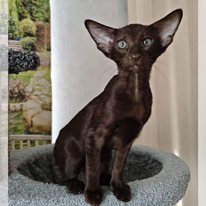 Ориентальный котёнок