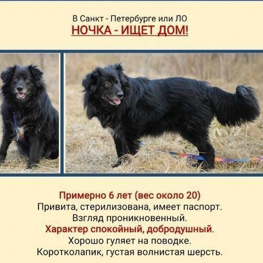 Ньюфаундленд, взрослая собака