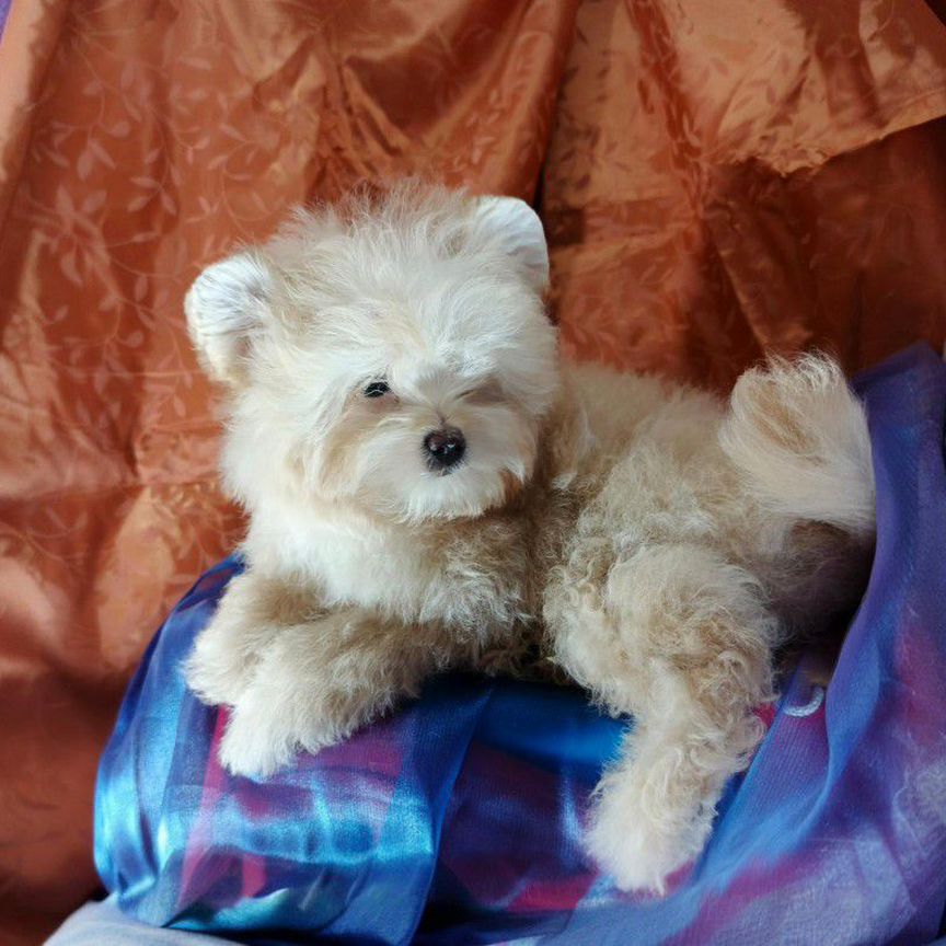 Амур мальчик мальтипу