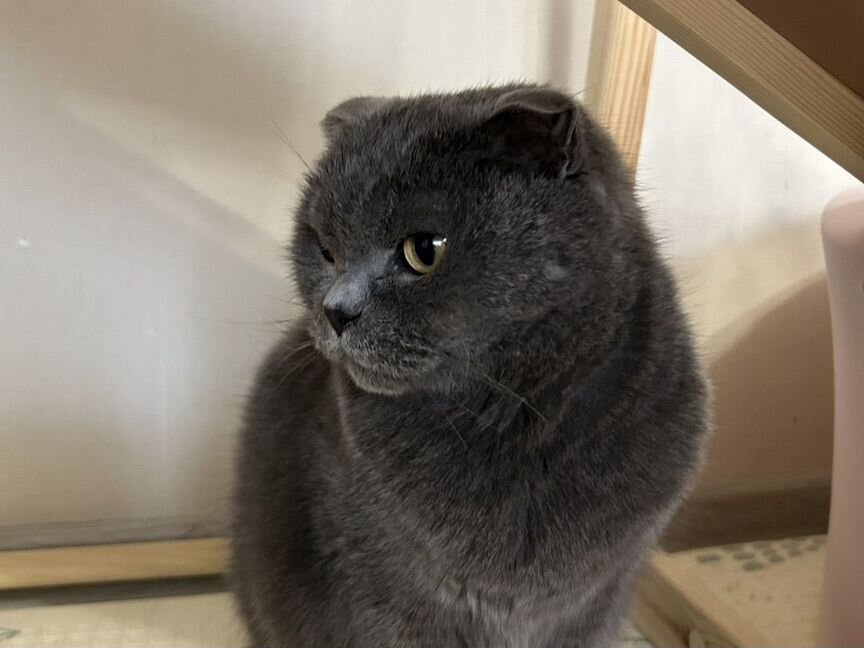 Котик ищет новый дом