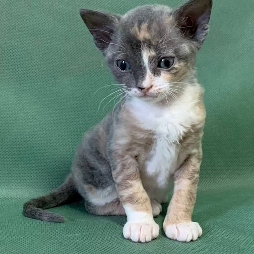 Уральский рекс котёнок