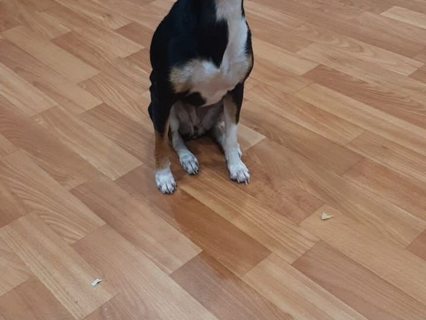 Собака в добрые руки отдам бесплатно