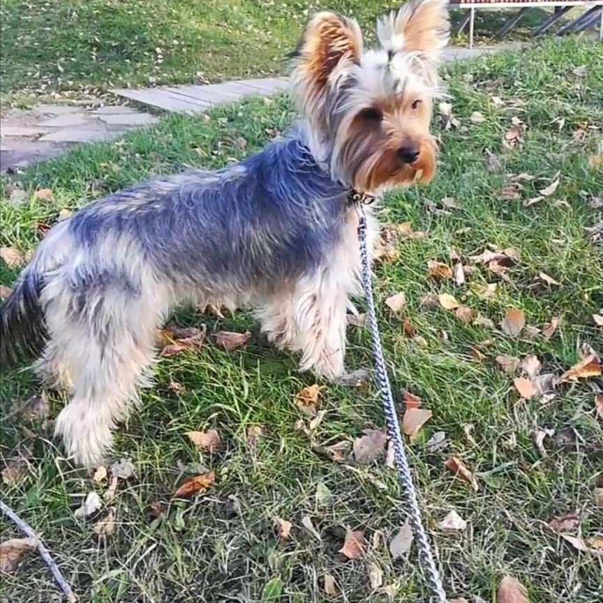 Йоркширский терьер