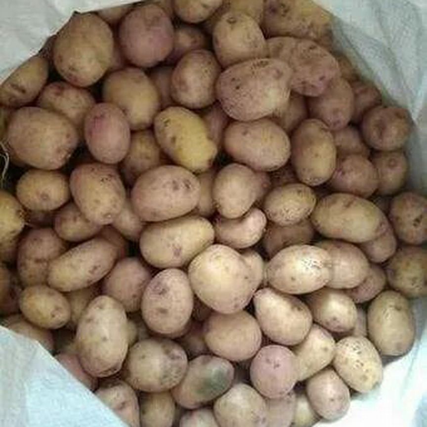 Картофель мелкий на корм скоту