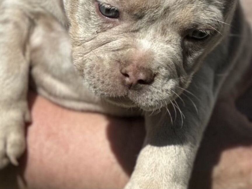 Американский булли супер щенки