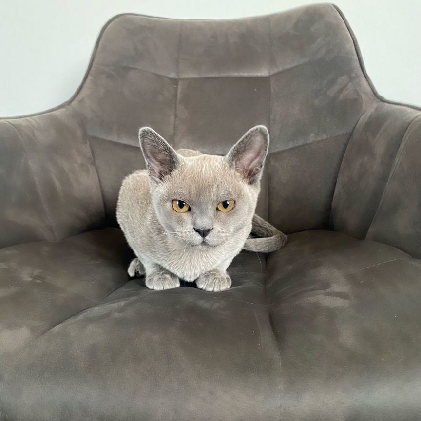 Котик бурма