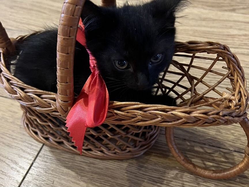 Котята крысоловы